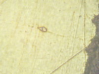 Die Homepage von Thomas Witzke: Systematik Elemente B